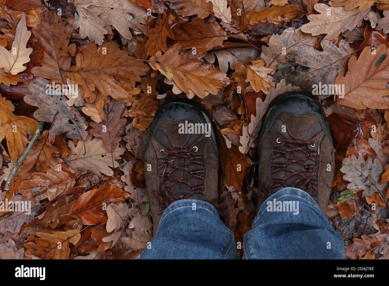 Overhead shot of a male standing on fallen from a tree leaves in the ...