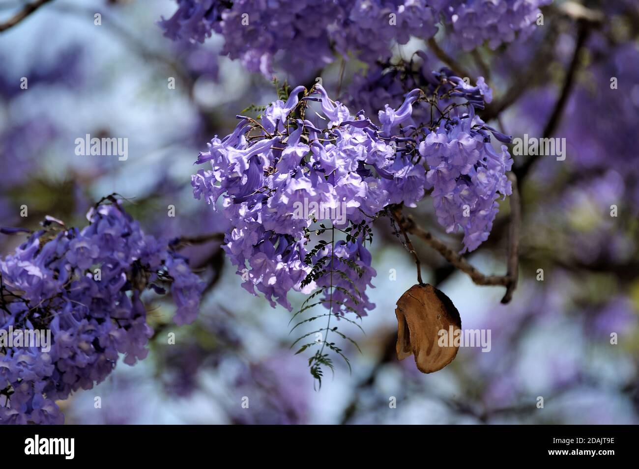 Flowering trees, Cochabamba, Bolivia Stock Photo - Alamy
