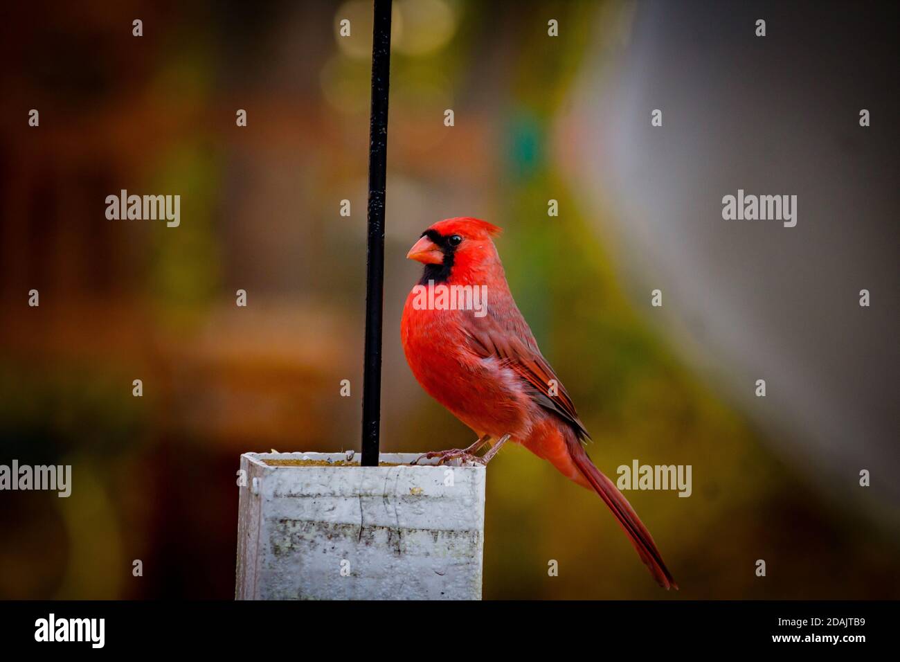 Beautiful shot of a cute northern cardinal bird on a winter day Stock ...
