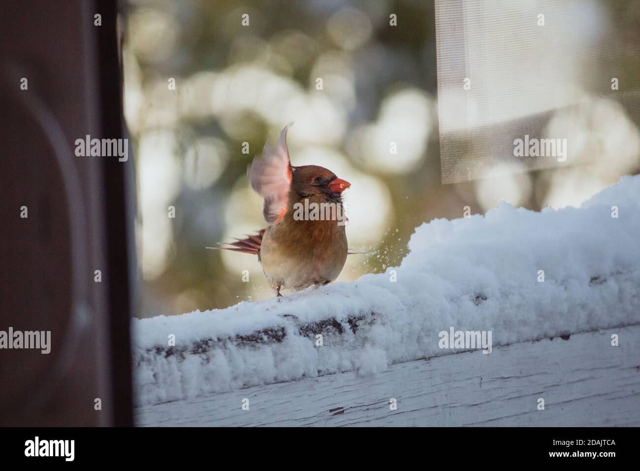 Beautiful shot of a cute northern cardinal bird on a winter day Stock ...