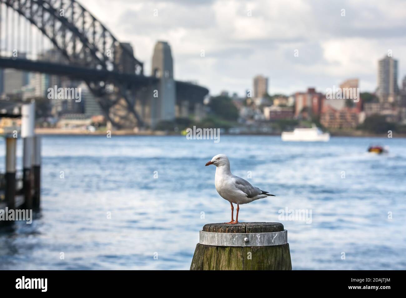 Sydney Harbour Bridge with seagull Stock Photo - Alamy