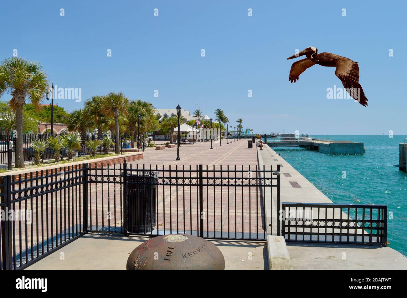 Brown pelican flying over Key West Marina the southernmost point in ...