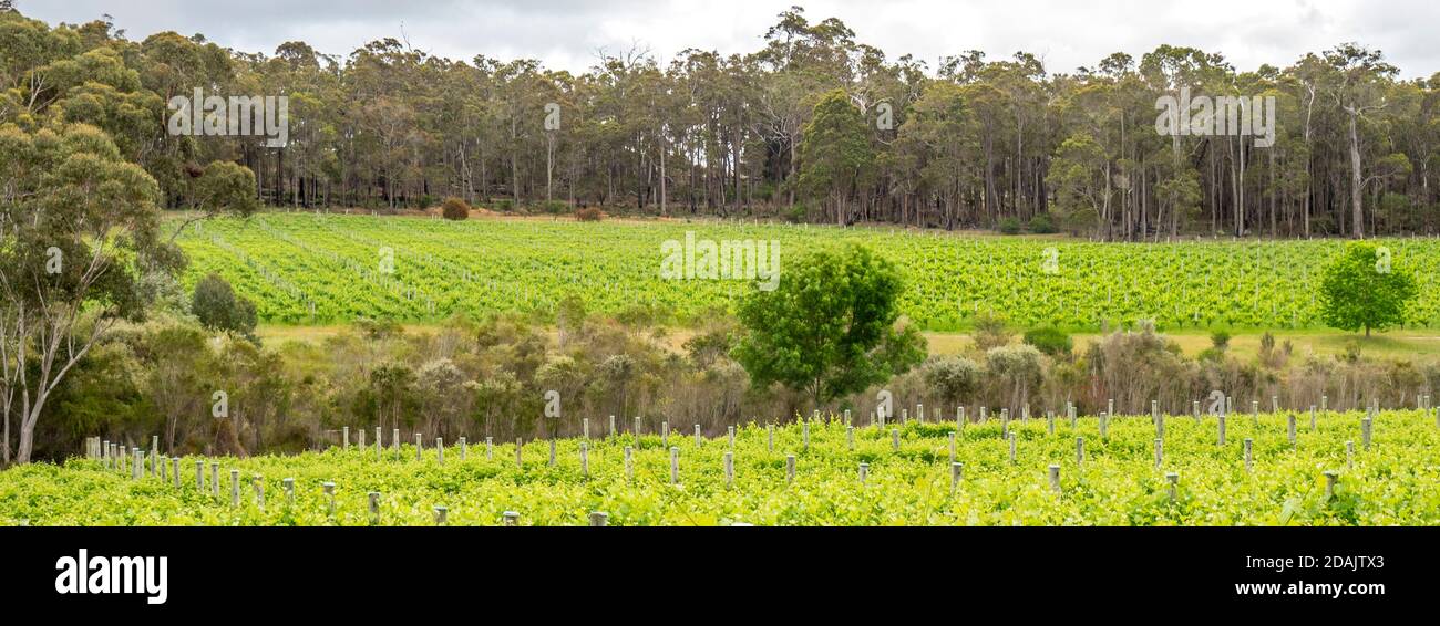 Grapevines in vineyard in Margaret River Western Australia Stock Photo ...