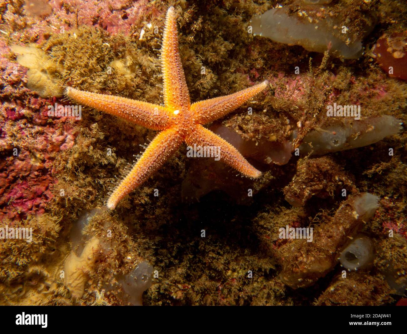A closeup picture of a common starfish, common sea star or sugar ...