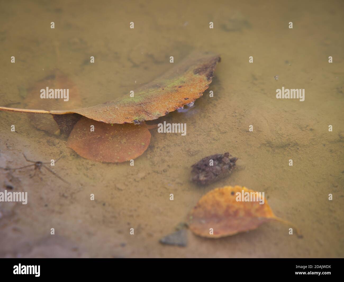 Water fleas hi-res stock photography and images - Alamy