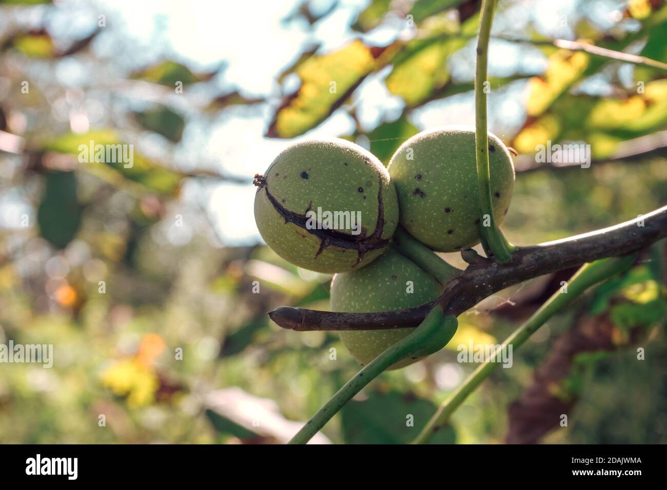 Fresh Ripe walnut growing on a tree autumn background Stock Photo - Alamy