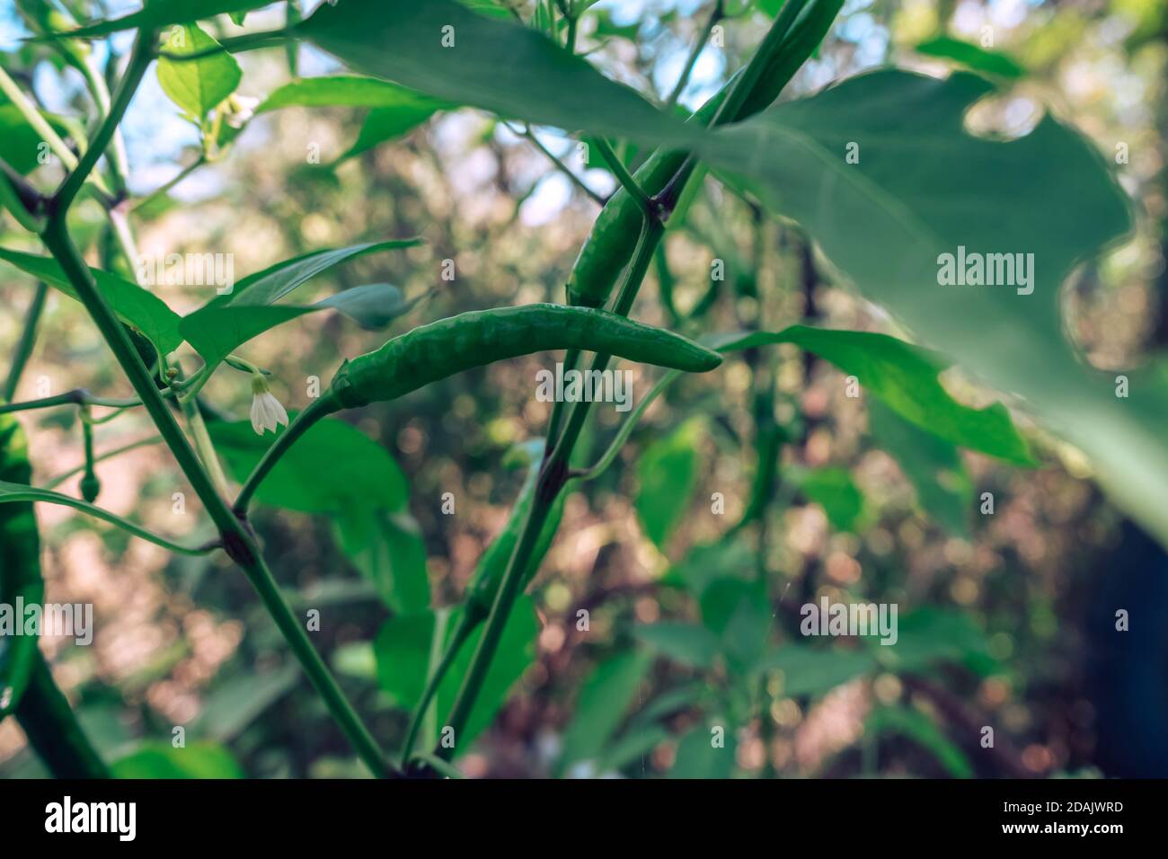 Beautiful fresh young green hot pepper growing on a sky background ...