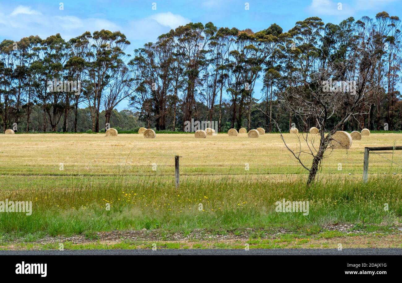 Rolled hay bales in a farm paddock in Margaret River Western Australia ...
