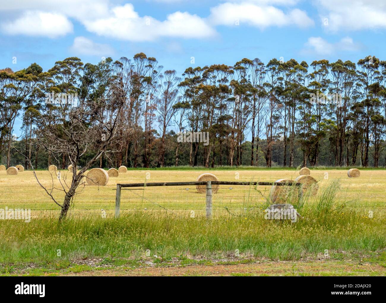 Rolled hay bales in a farm paddock in Margaret River Western Australia ...