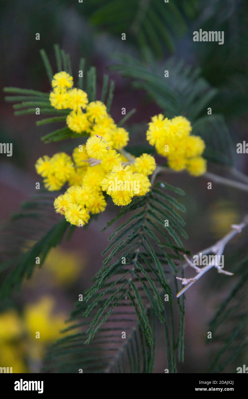Branch of mimosa tree with flowers. Yellow Mimosa flowers in spring ...