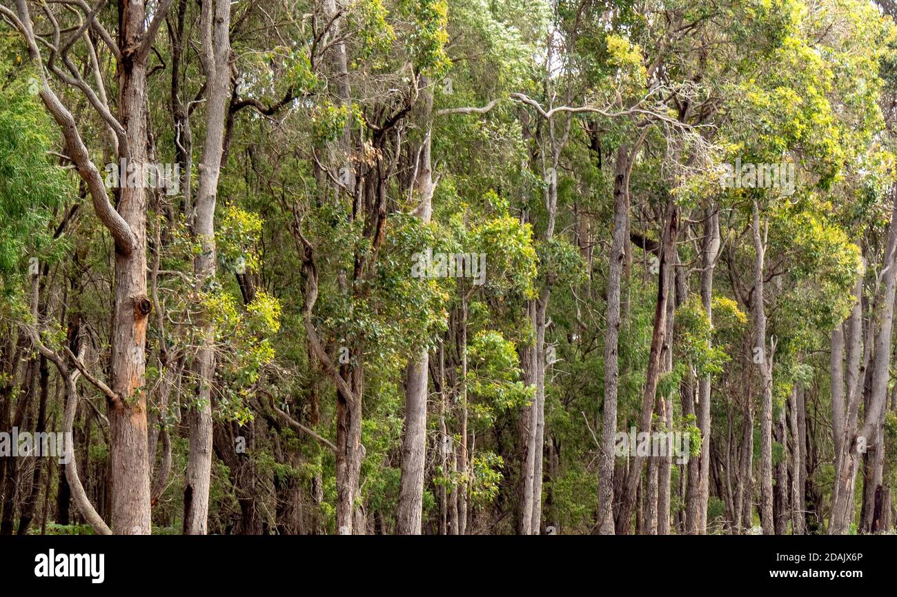Forest of jarrah trees in South West Western Australia Stock Photo - Alamy