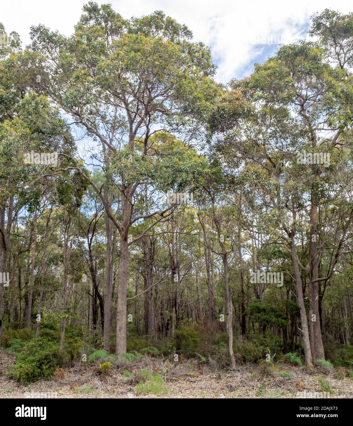 Forest of jarrah trees in South West Western Australia Stock Photo - Alamy