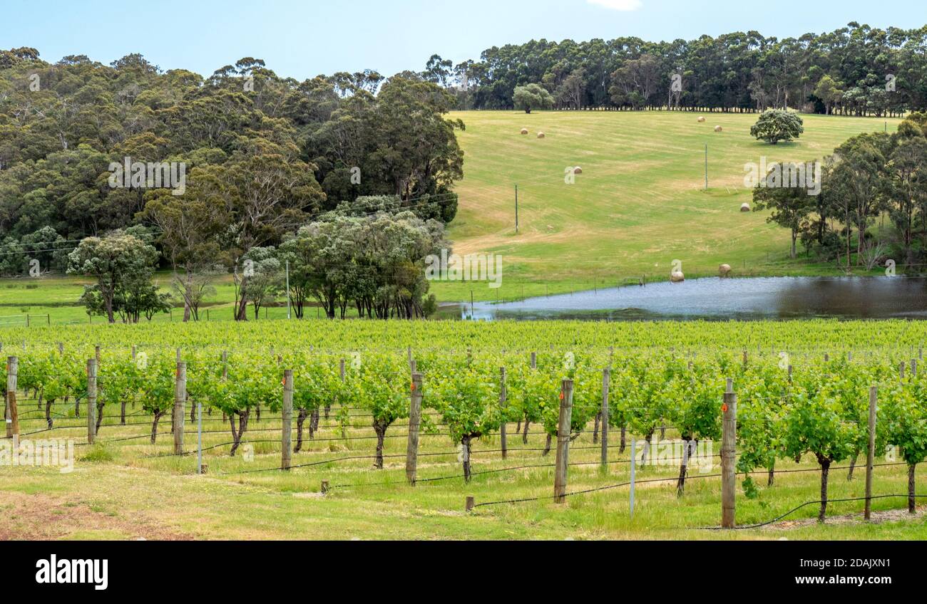 Rows of grapevines at Hamelin Bay winery Karridale Western Australia ...
