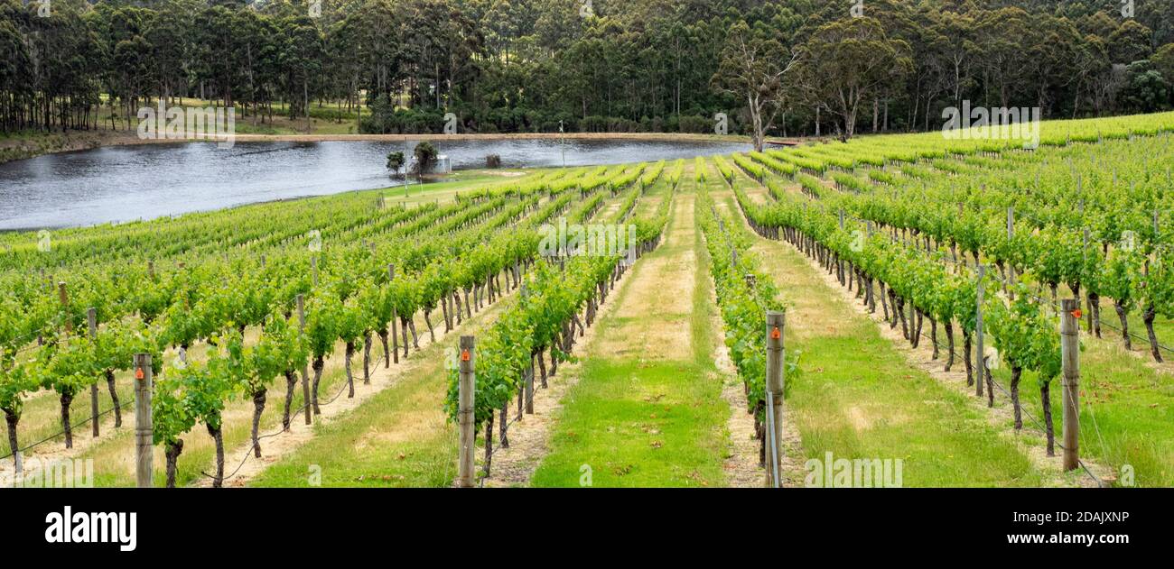 Rows of grapevines at Hamelin Bay winery Karridale Western Australia ...