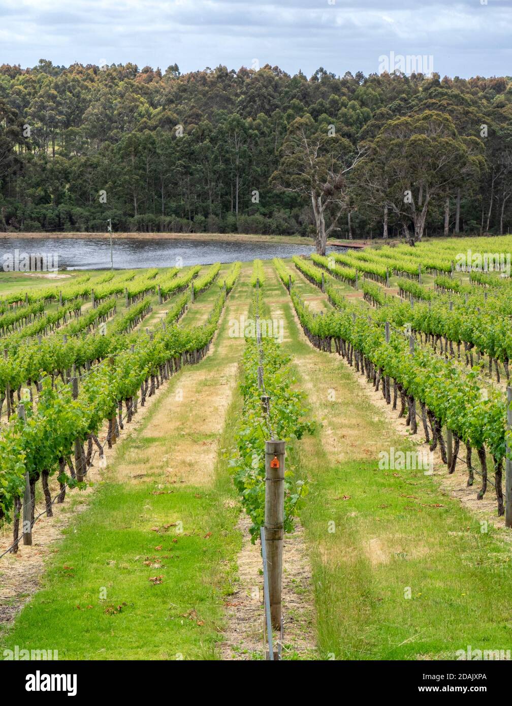 Rows of grapevines at Hamelin Bay winery Karridale Western Australia ...