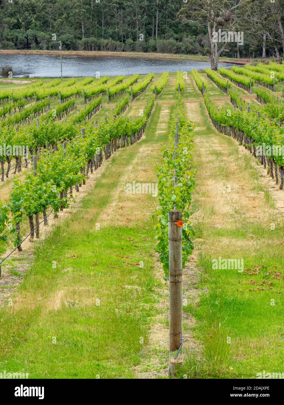 Rows of grapevines at Hamelin Bay winery Karridale Western Australia ...