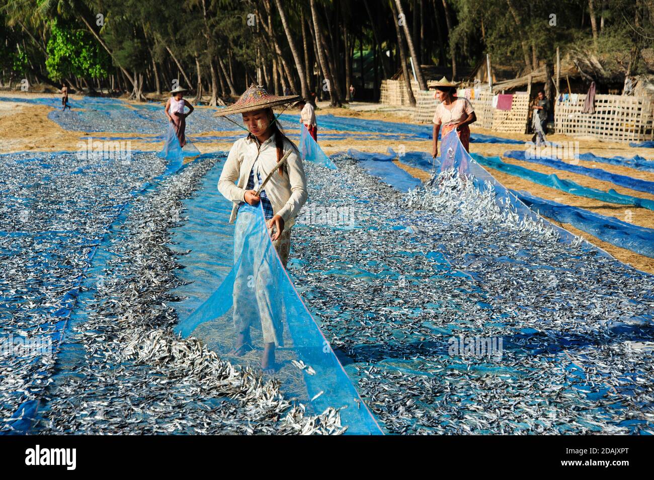 Burmese women working on Ngapali beach sorting the fish from the ...