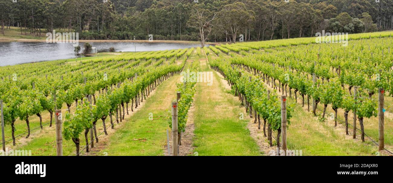 Rows of grapevines at Hamelin Bay winery Karridale Western Australia ...