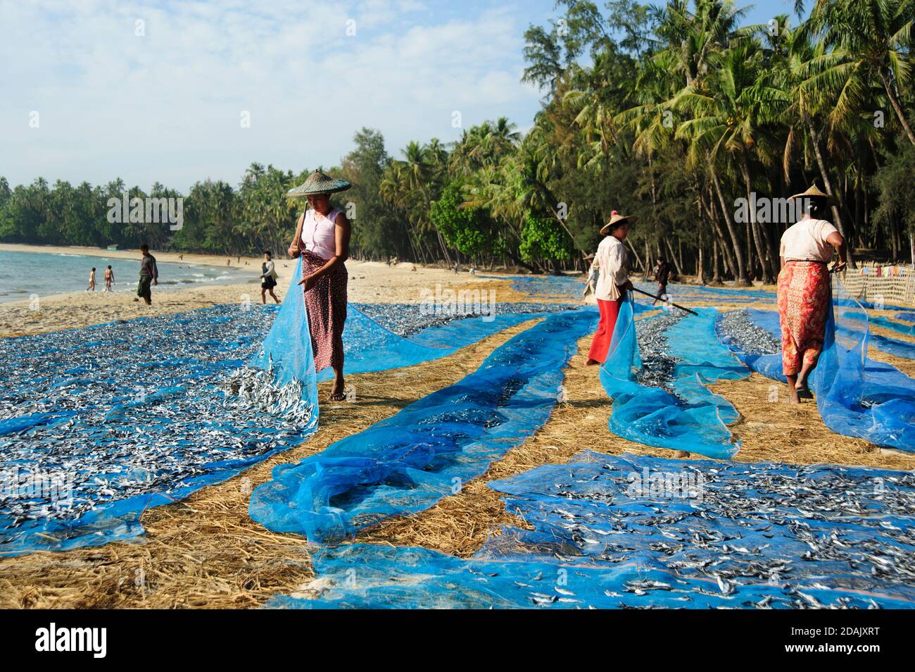 Burmese women working on Ngapali beach sorting the fish from the ...