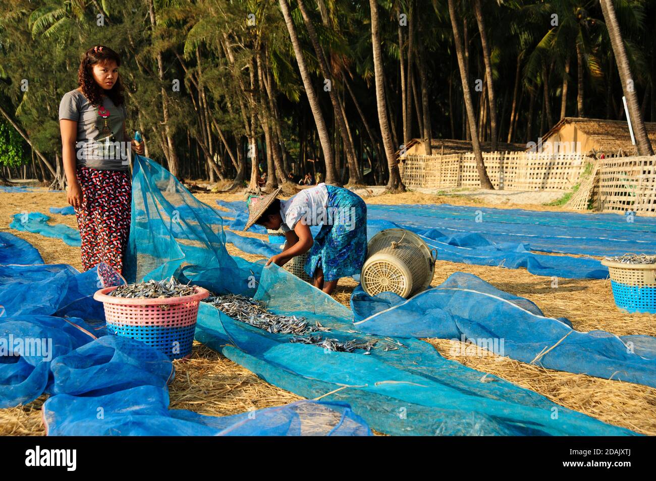 Burmese women working on Ngapali beach sorting the fish from the ...