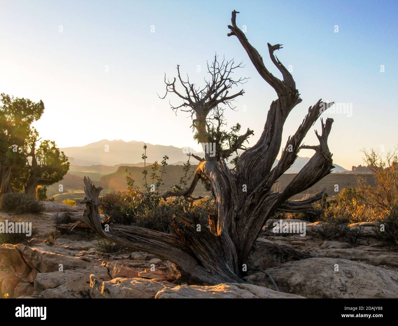 A dead Utah Juniper, back lit by the rays of the rising sun, in Archers ...