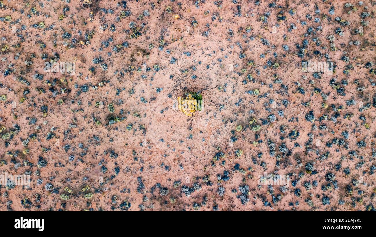Aerial drone view of a desert tree standing alone in the middle of ...
