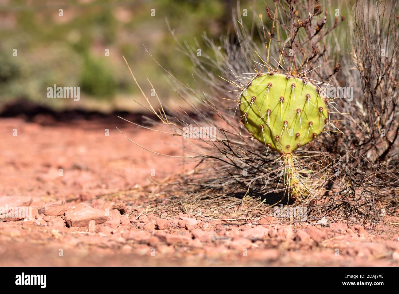 Typical desert flora in Sedona region Arizona Stock Photo - Alamy
