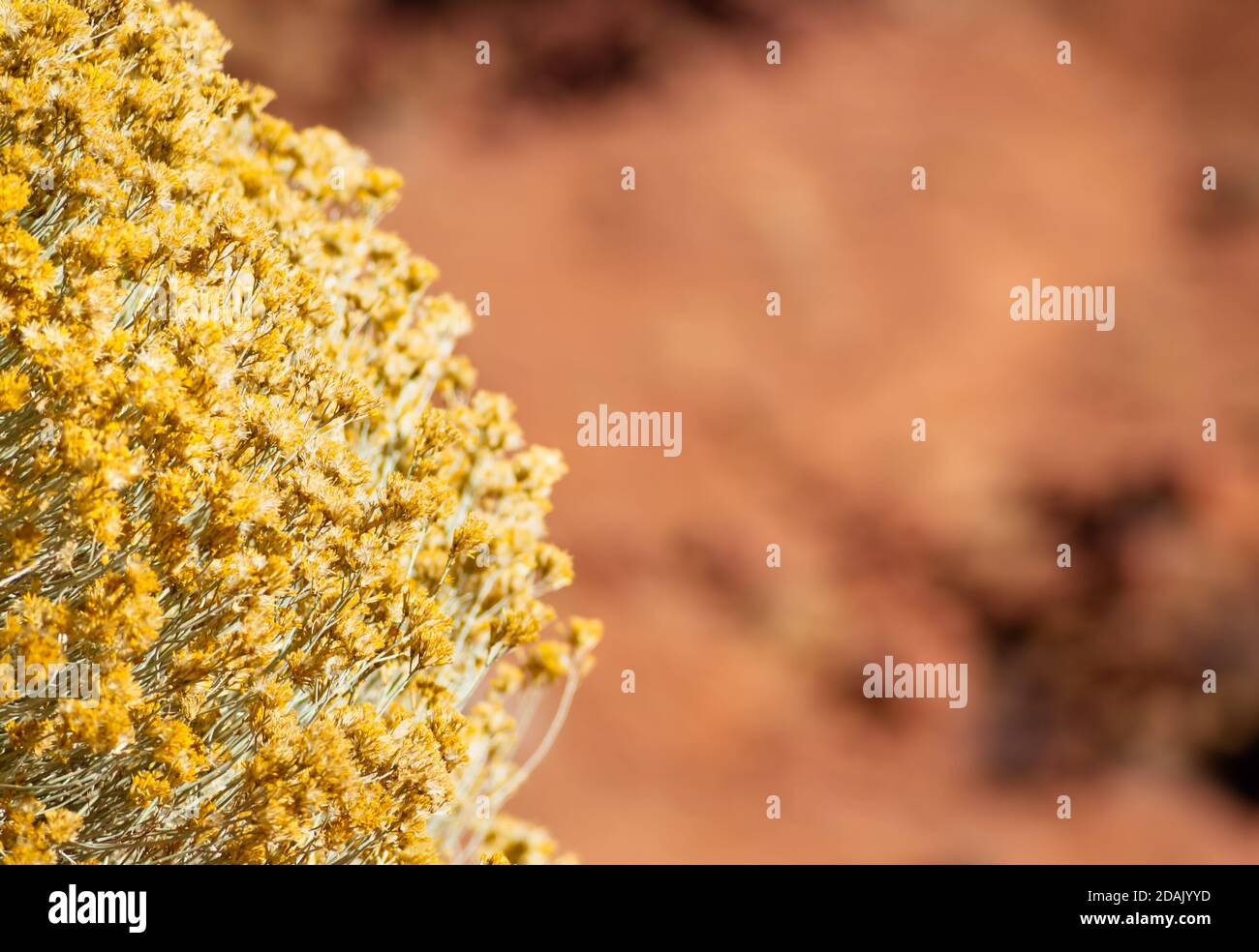 Typical desert flora in Sedona region Arizona Stock Photo - Alamy