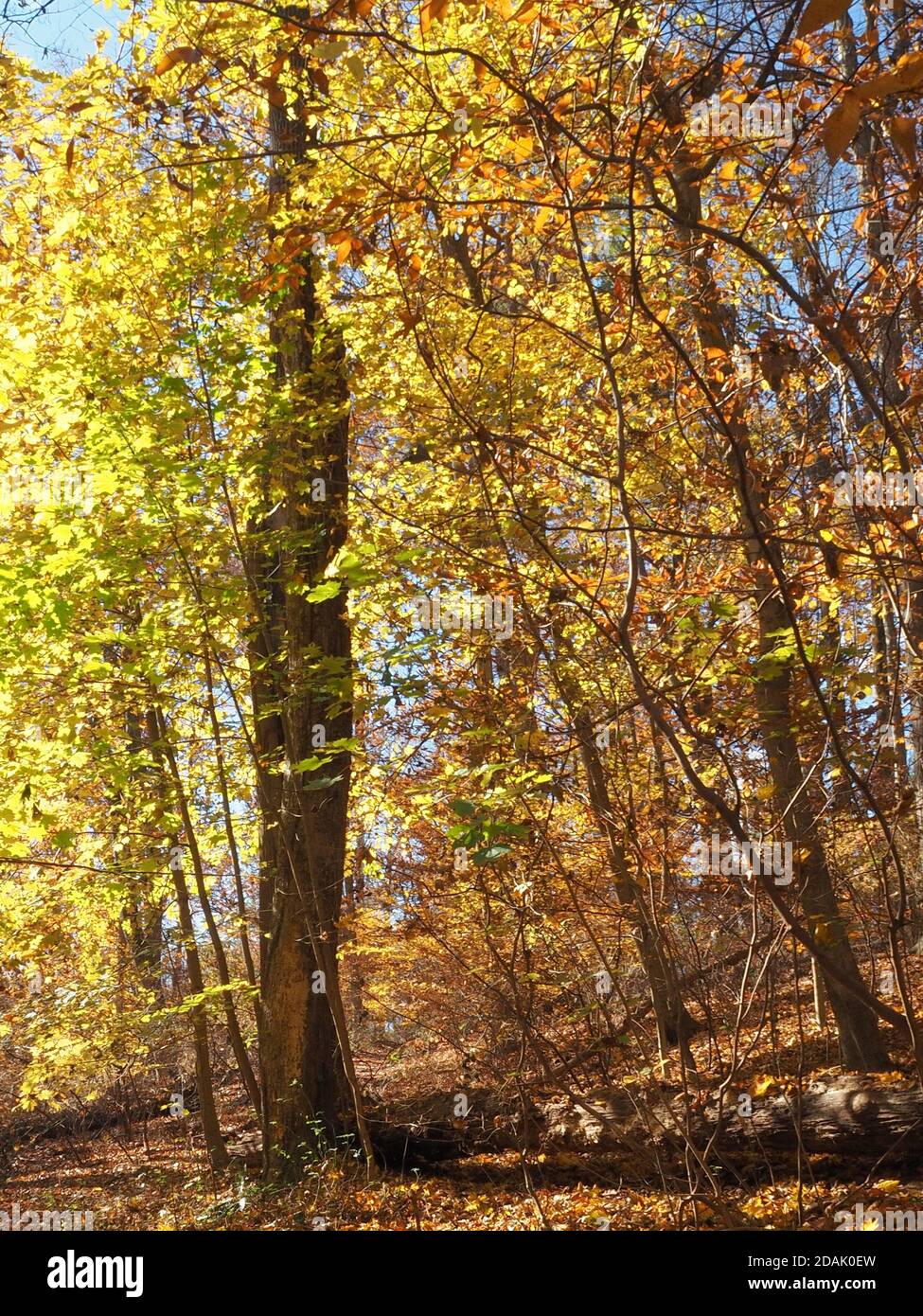 An autumn scene with fall colors Stock Photo - Alamy