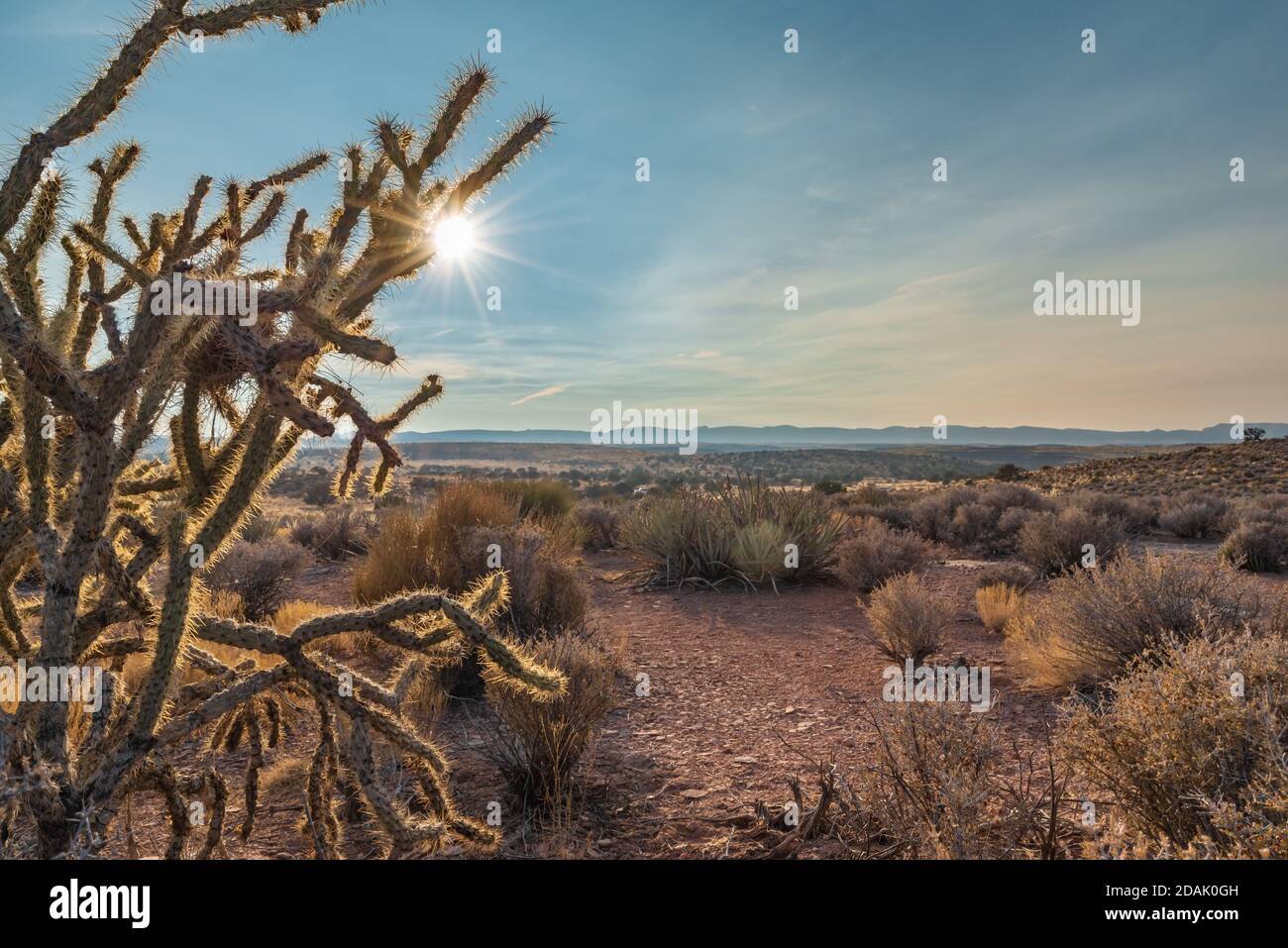 Typical flora in Grand Canyon Arizona Stock Photo - Alamy