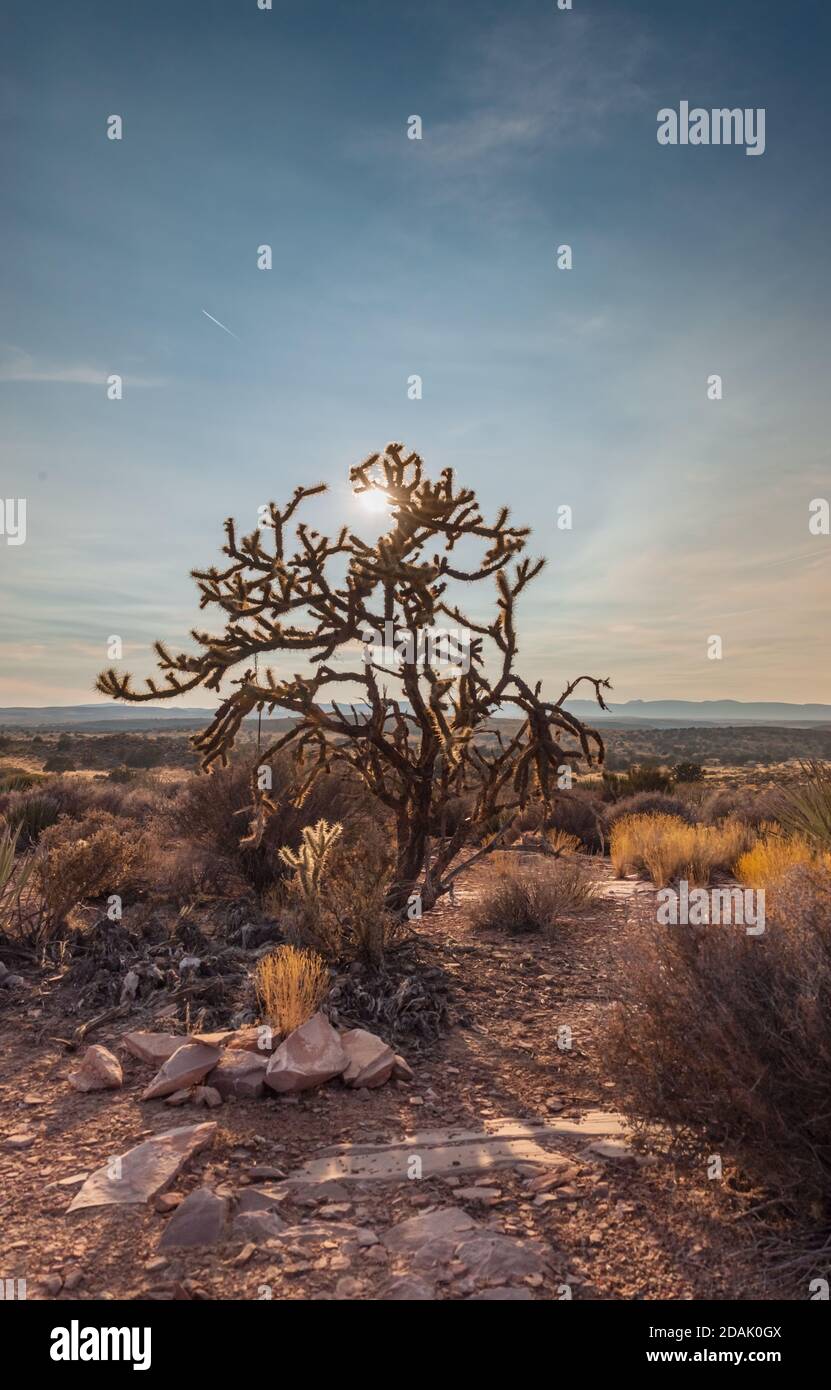 Typical flora in Grand Canyon Arizona Stock Photo - Alamy
