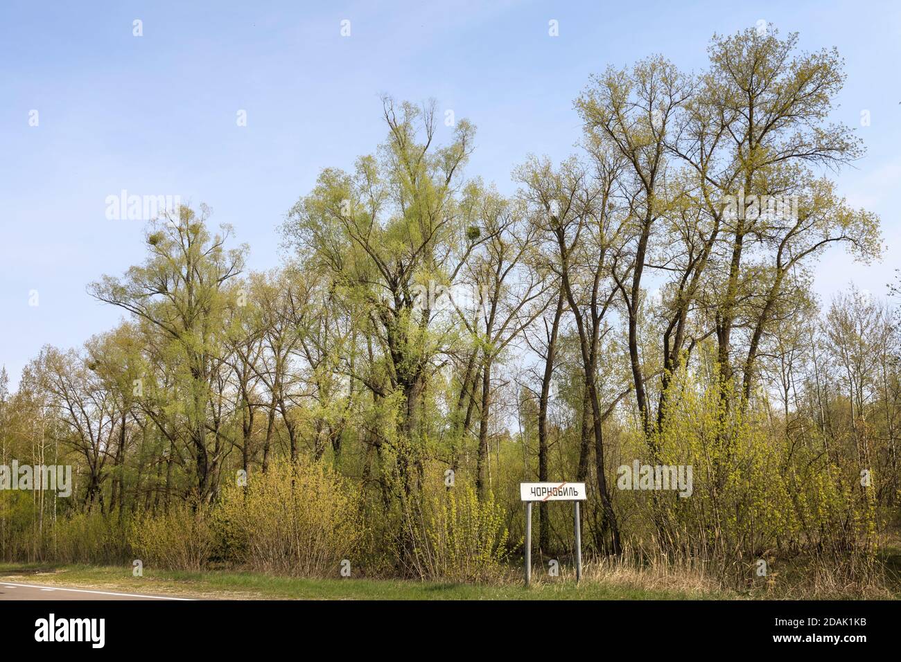 Trees on Chernobyl Exclusion Zone near Chernobyl nuclear power plant ...