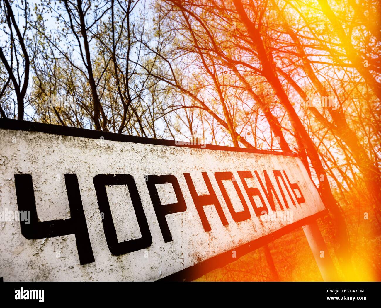 Trees on Chernobyl Exclusion Zone near Chernobyl nuclear power plant ...