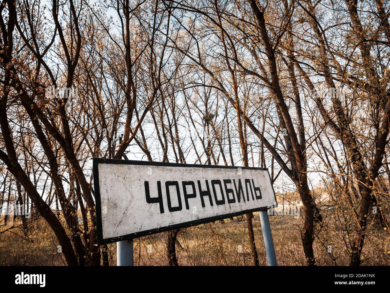 Trees on Chernobyl Exclusion Zone near Chernobyl nuclear power plant ...