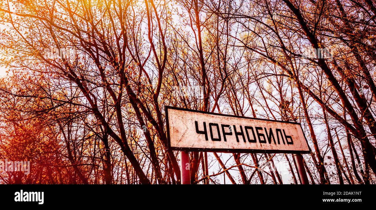 Trees on Chernobyl Exclusion Zone near Chernobyl nuclear power plant ...