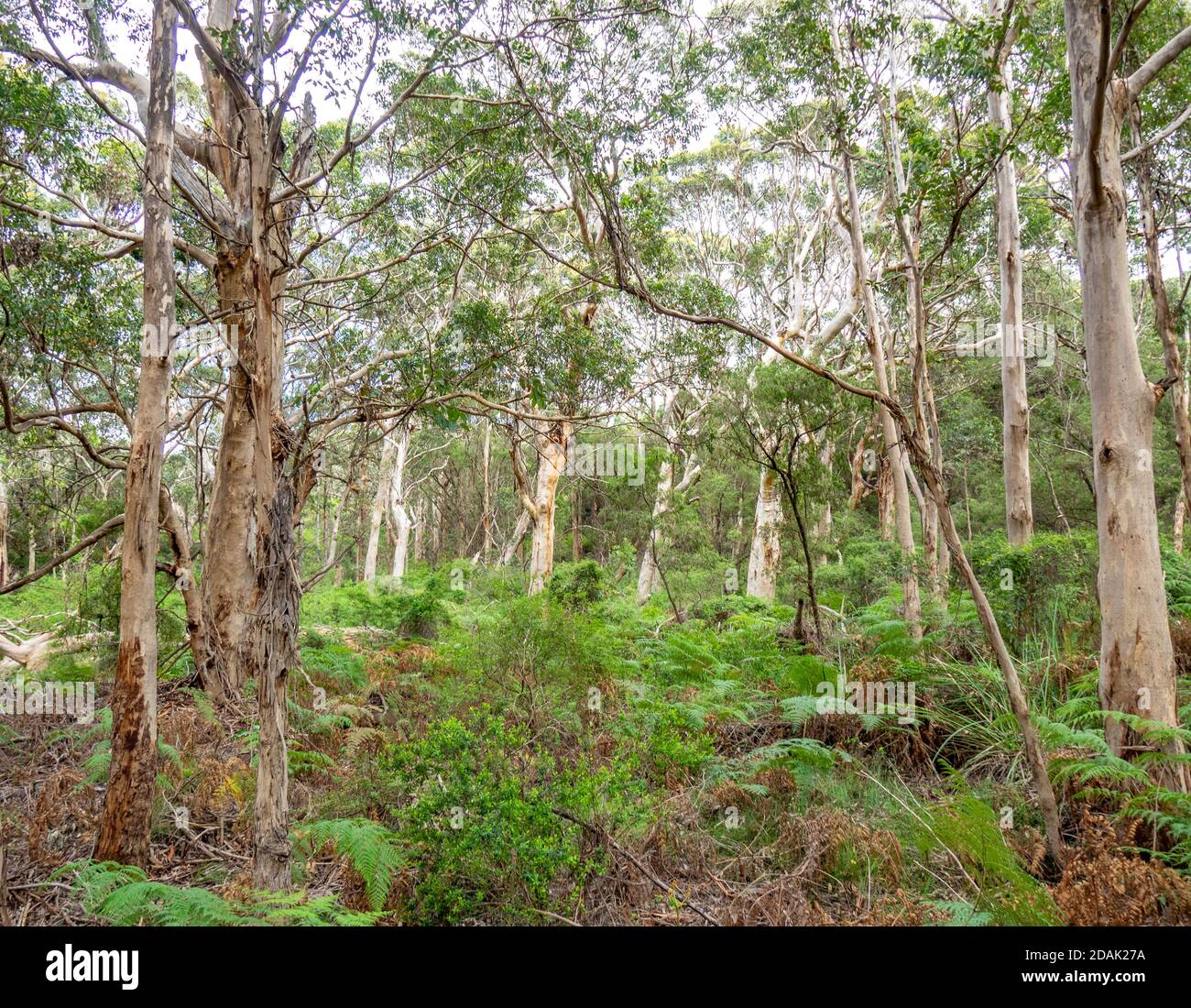 New growth karri forest in Margaret River Region Southwest Western ...