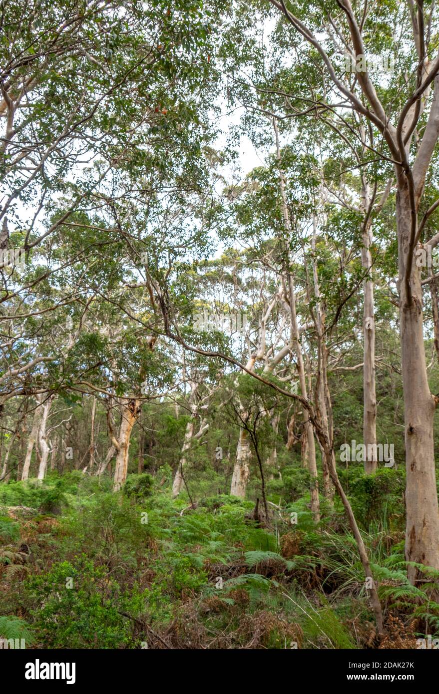 New growth karri forest in Margaret River Region Southwest Western ...