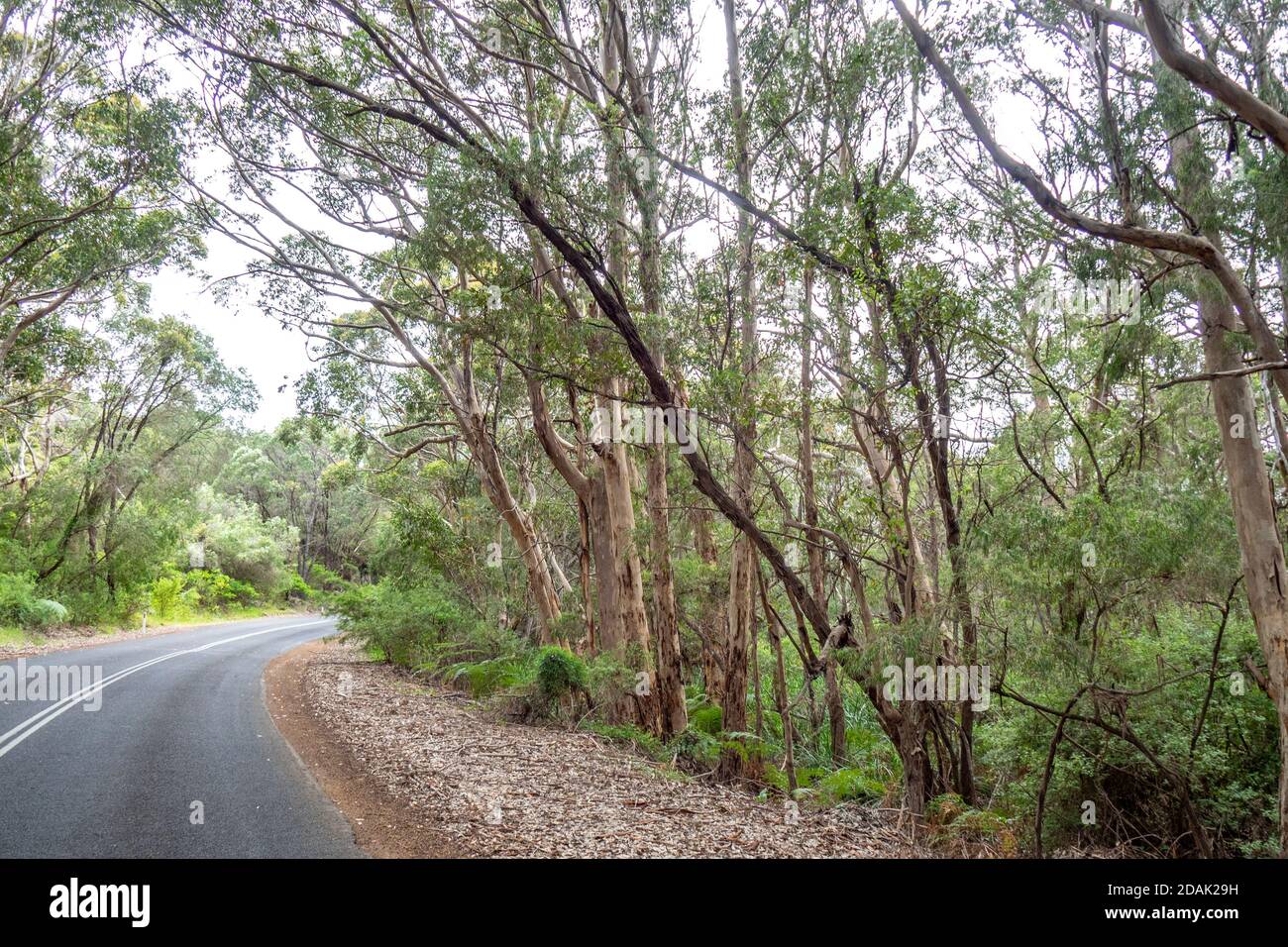 New growth karri forest in Margaret River Region Southwest Western ...