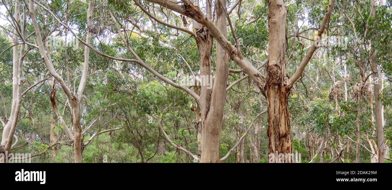 New growth karri forest in Margaret River Region Southwest Western ...