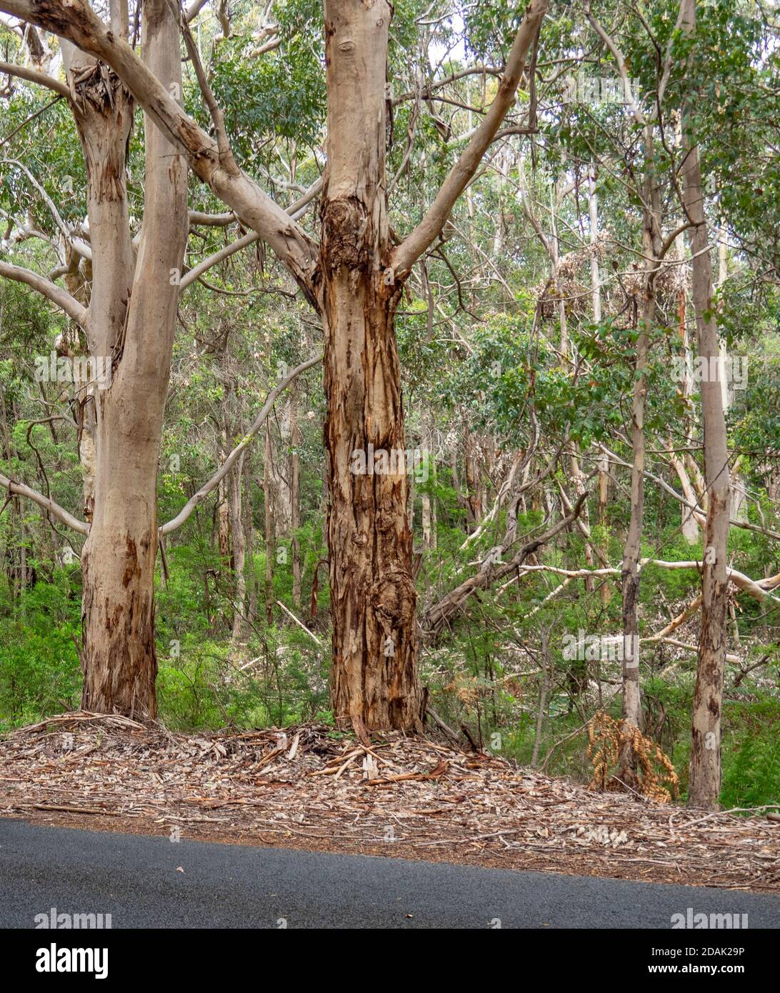 New growth karri forest in Margaret River Region Southwest Western ...