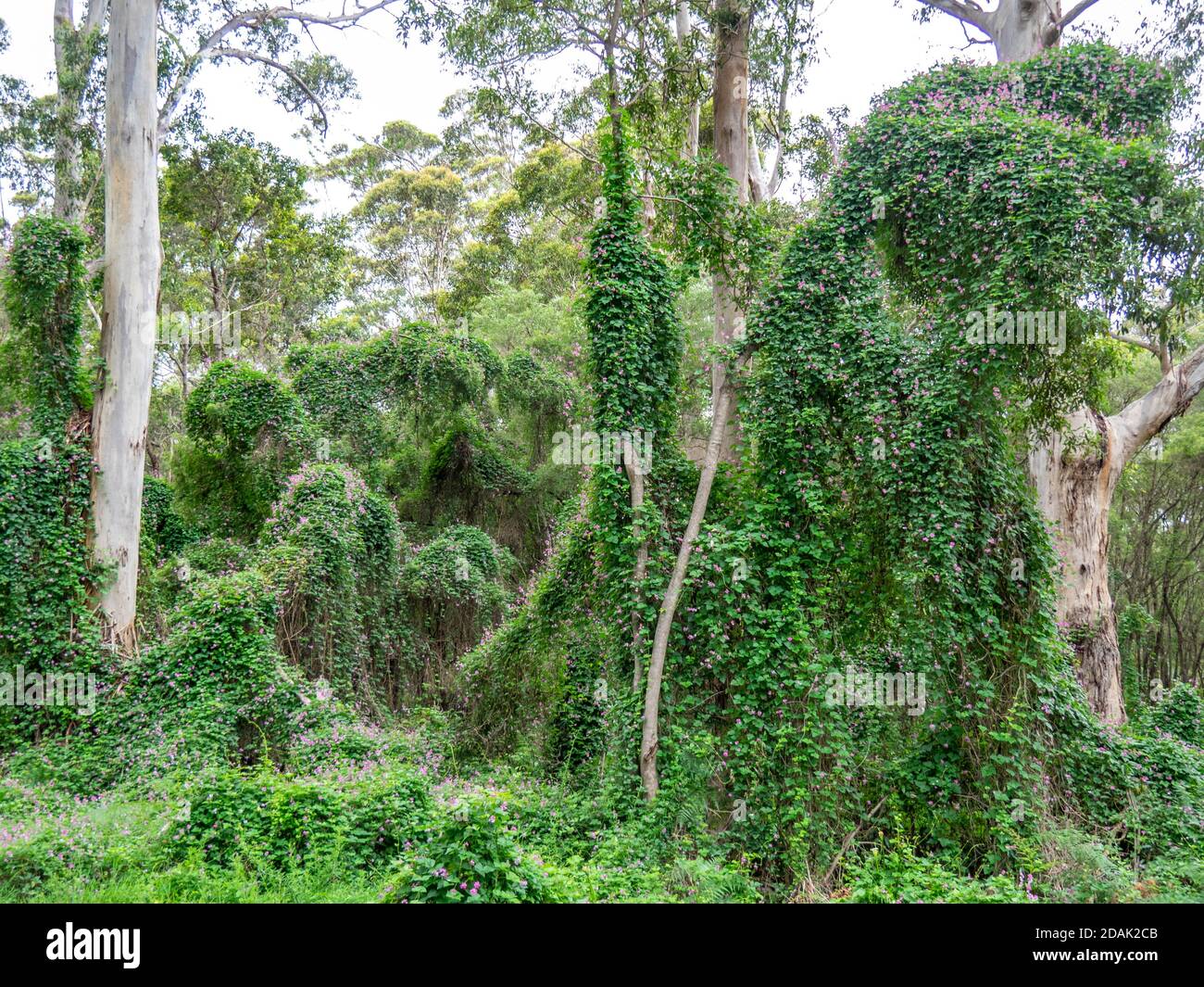 Weed Blue Perwinkle, Vinca Major, vine overgrowing a karri forest in ...