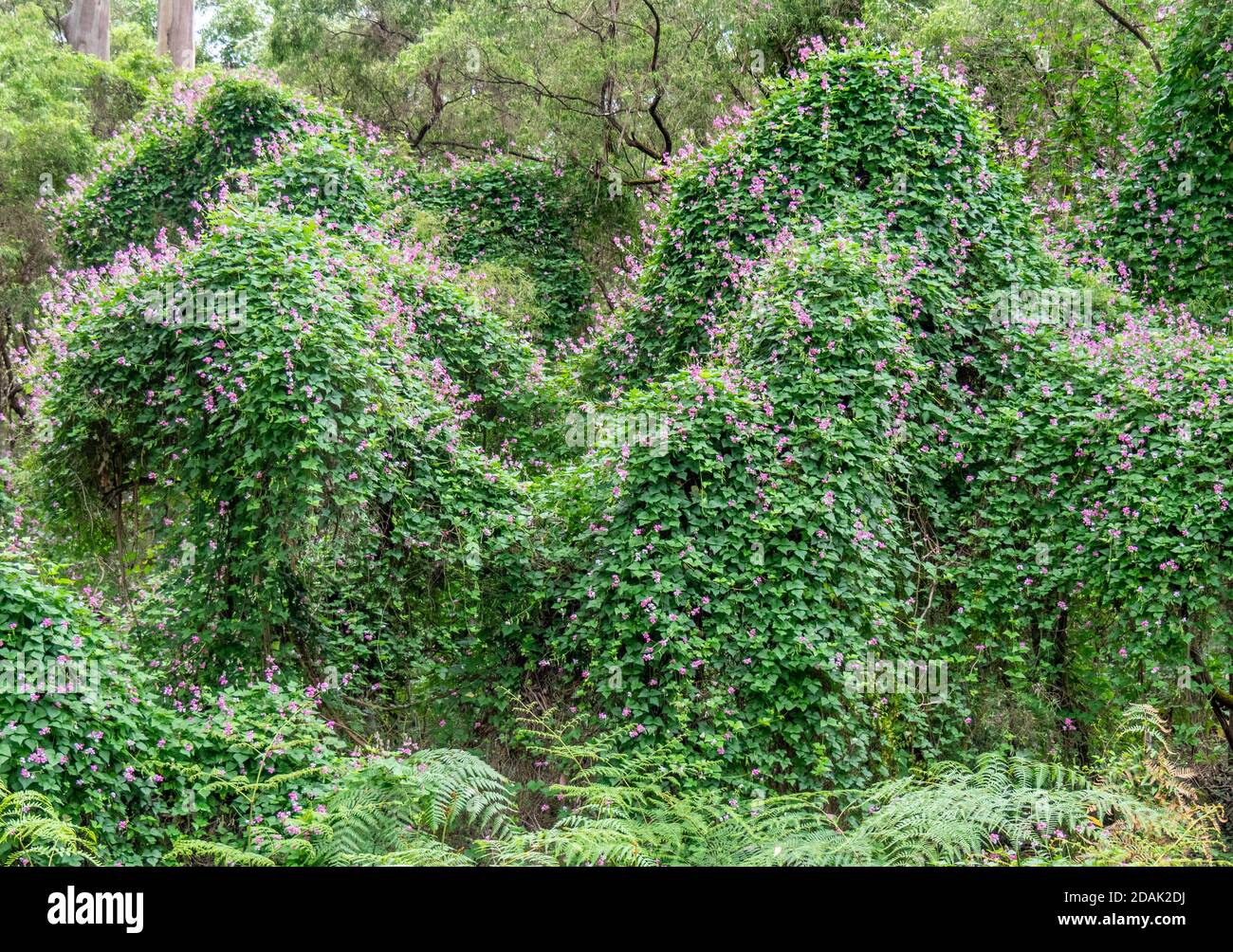 Weed Blue Perwinkle, Vinca Major, vine overgrowing a karri forest in ...