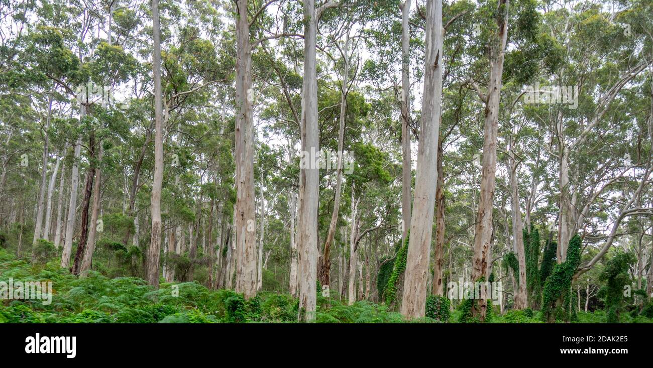 Weed Blue Perwinkle, Vinca Major, vine overgrowing a karri forest in ...