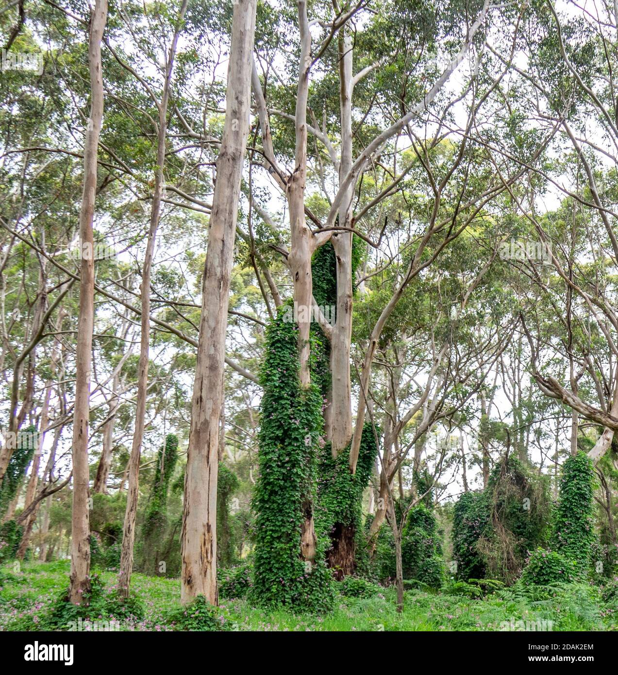 Weed Blue Perwinkle, Vinca Major, vine overgrowing a karri forest in ...