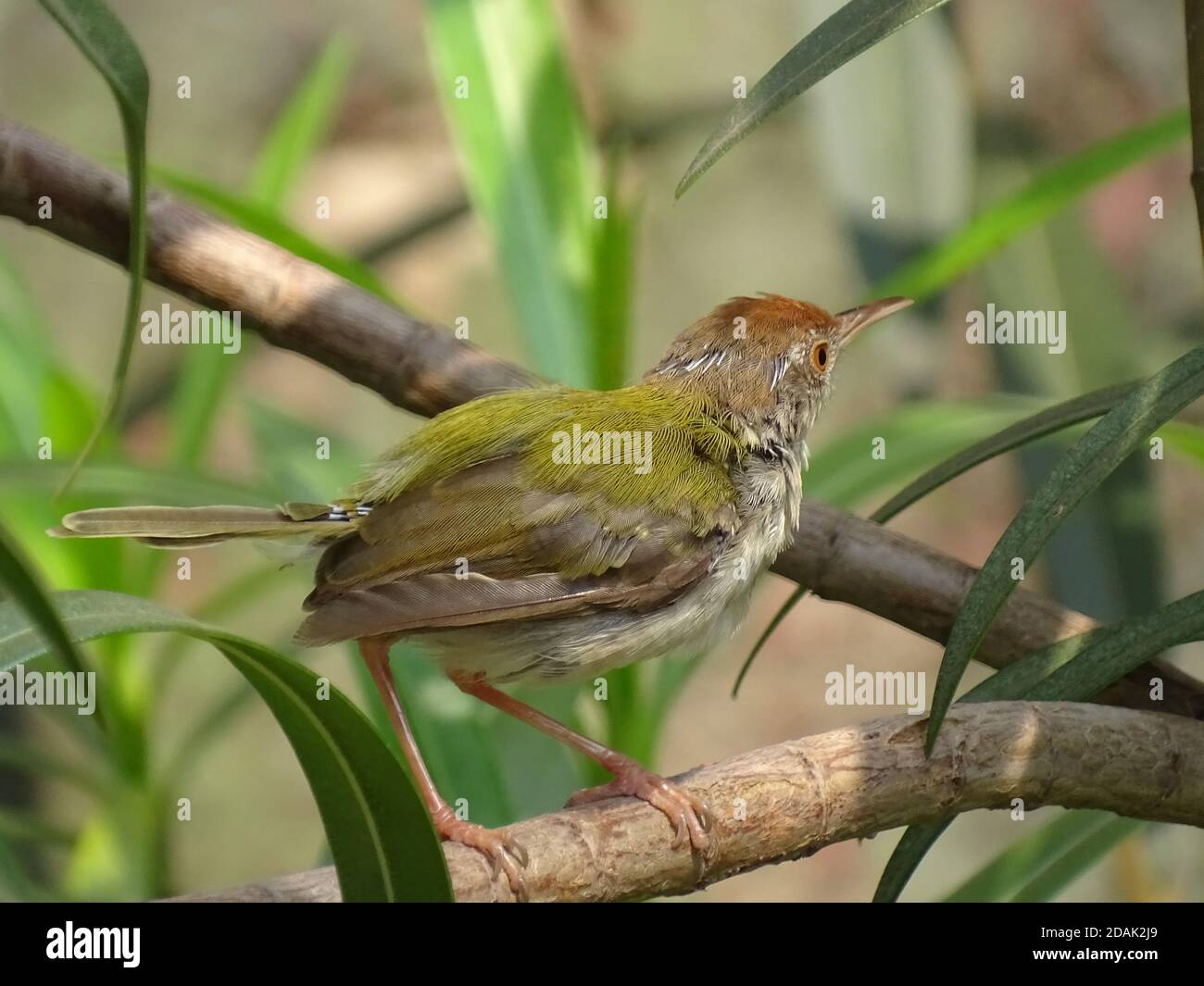 THE SONG BIRD Stock Photo - Alamy