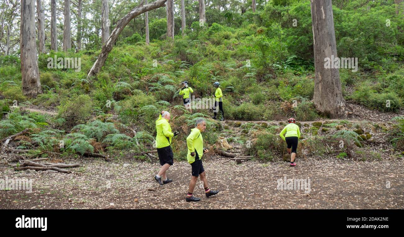 Tourists walking by Caves Road through new growth Karri forest in ...