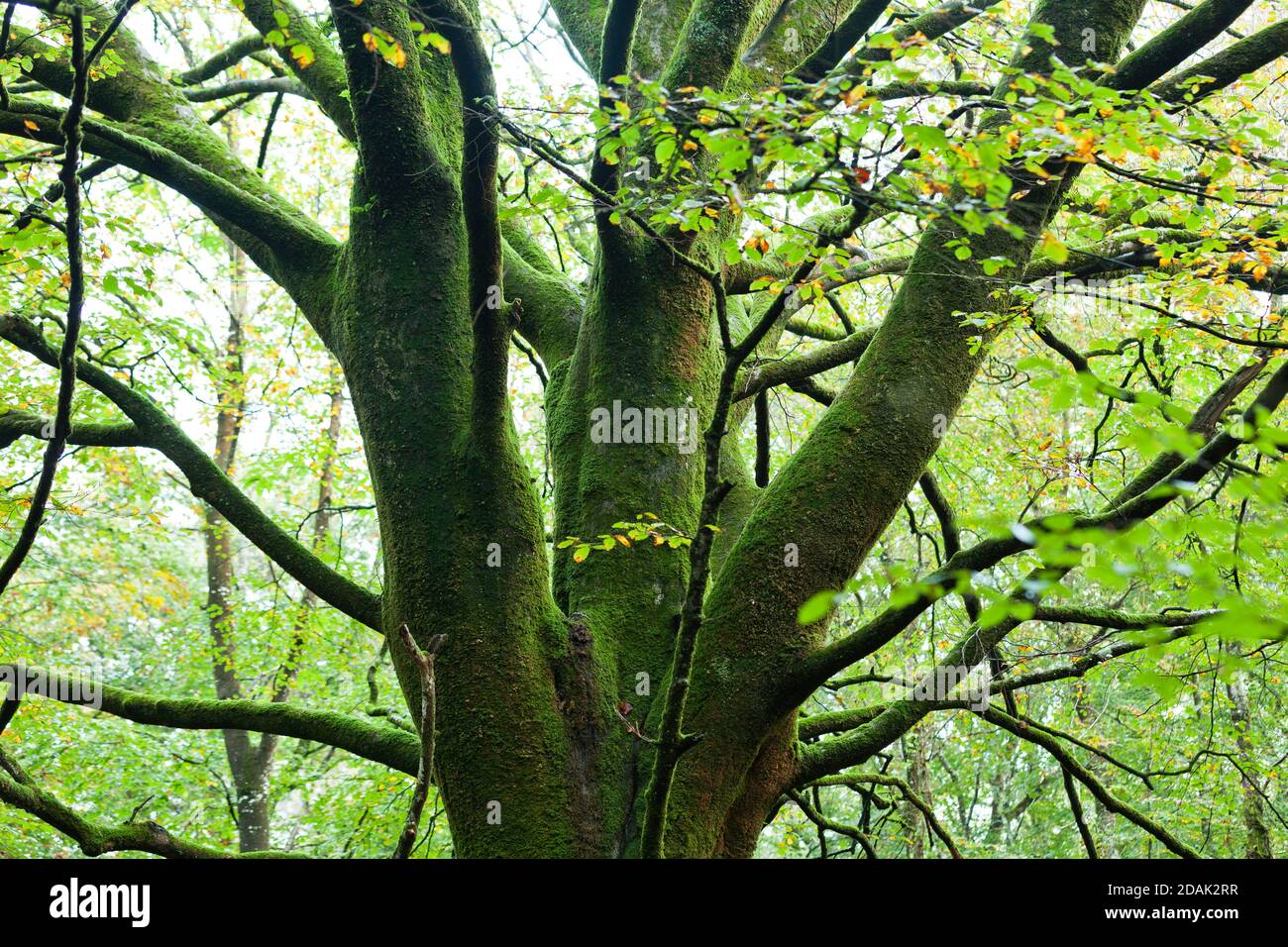 Tree detail of a beech tree in a forest on the Cotentin Peninsula ...