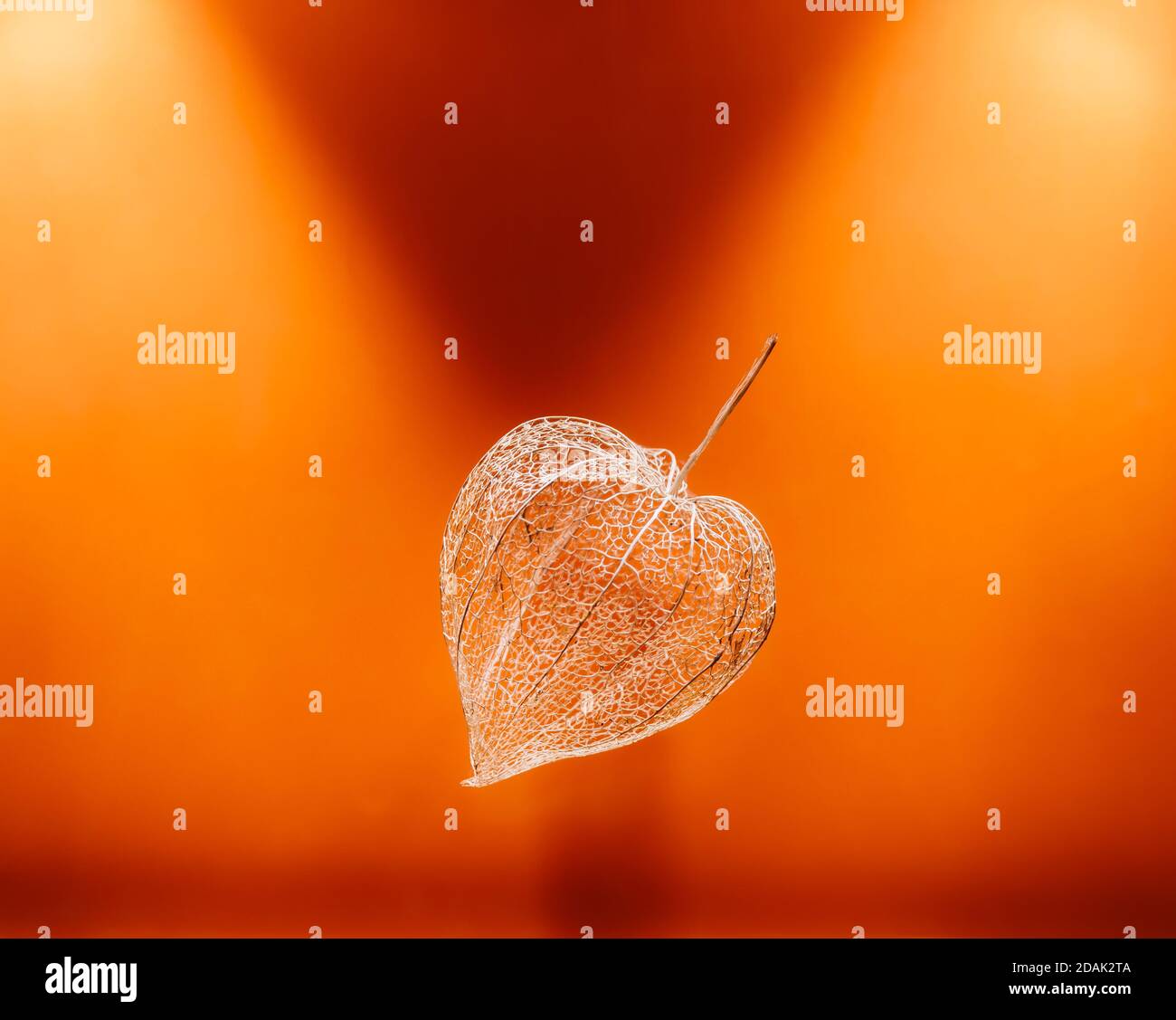 Dried box from the fruit of physalis in the shape of a heart on an blue ...