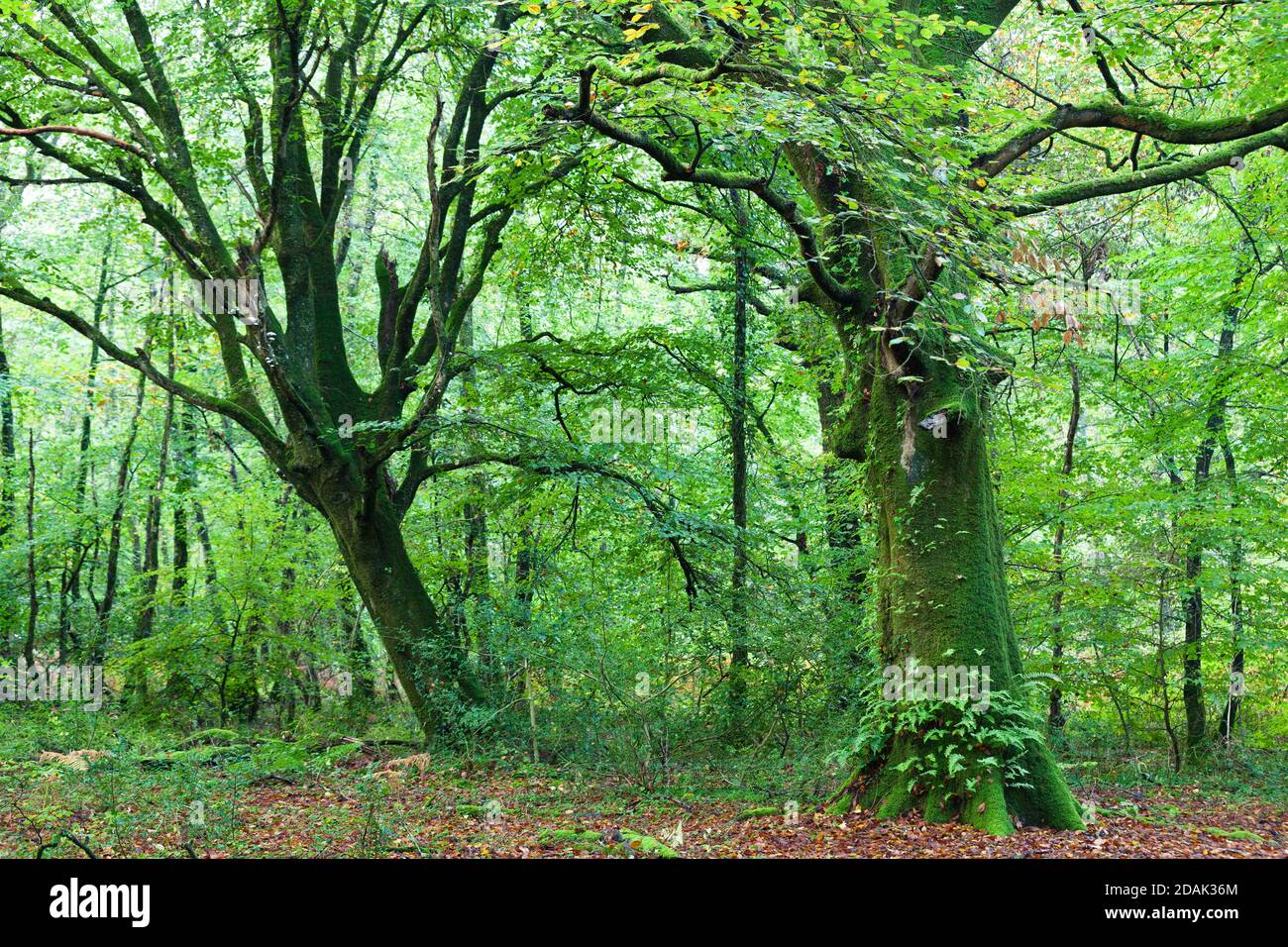 Old beeches hi-res stock photography and images - Alamy