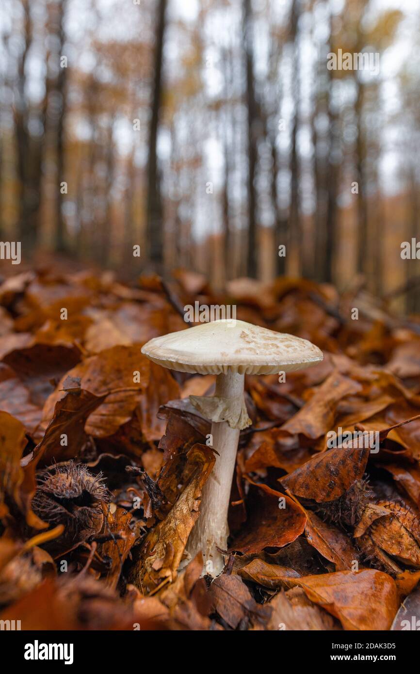 Death cap (Amanita phalloides) mushroom in the autumn forest. One of ...